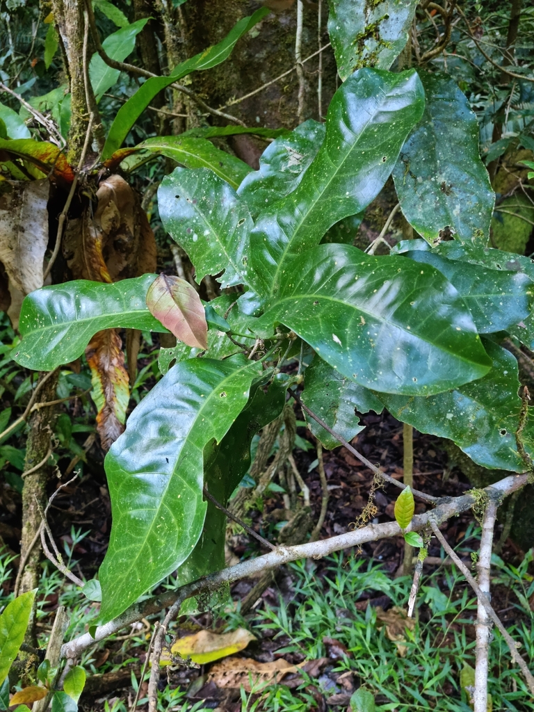 flowering plants from Palmerston QLD 4860, Australia on September 24 ...
