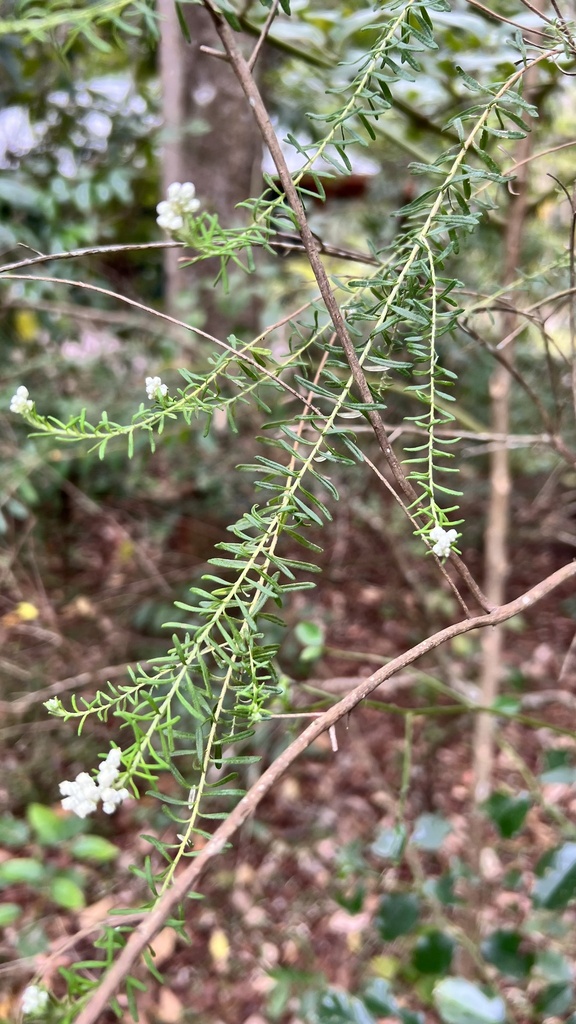 Sago Flower from Charlie Moreland Camping Area, Kenilworth, QLD, AU on ...