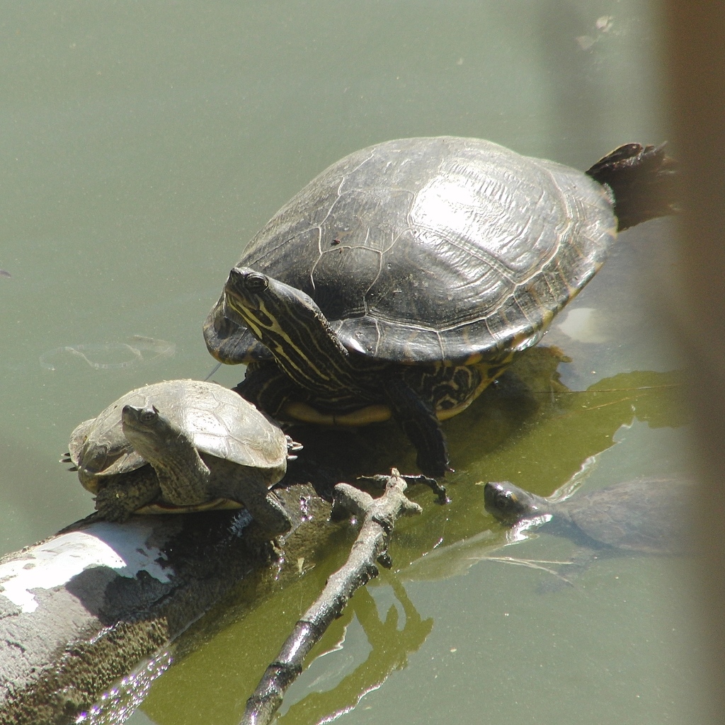 Mediterranean Turtle from Pinares de Rostrogordo, Melilla, Spanien on ...