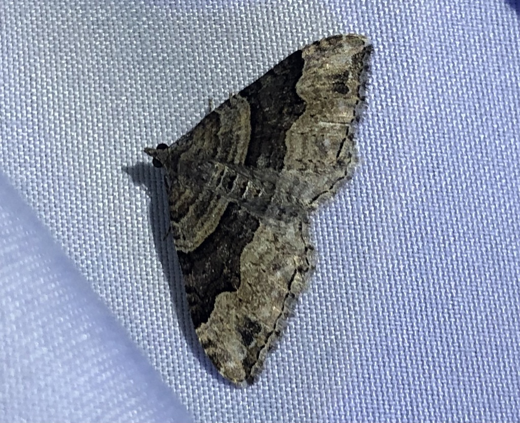 Xanthorhoe defensaria from Dawn Dr, Grants Pass, OR, US on September 24 ...