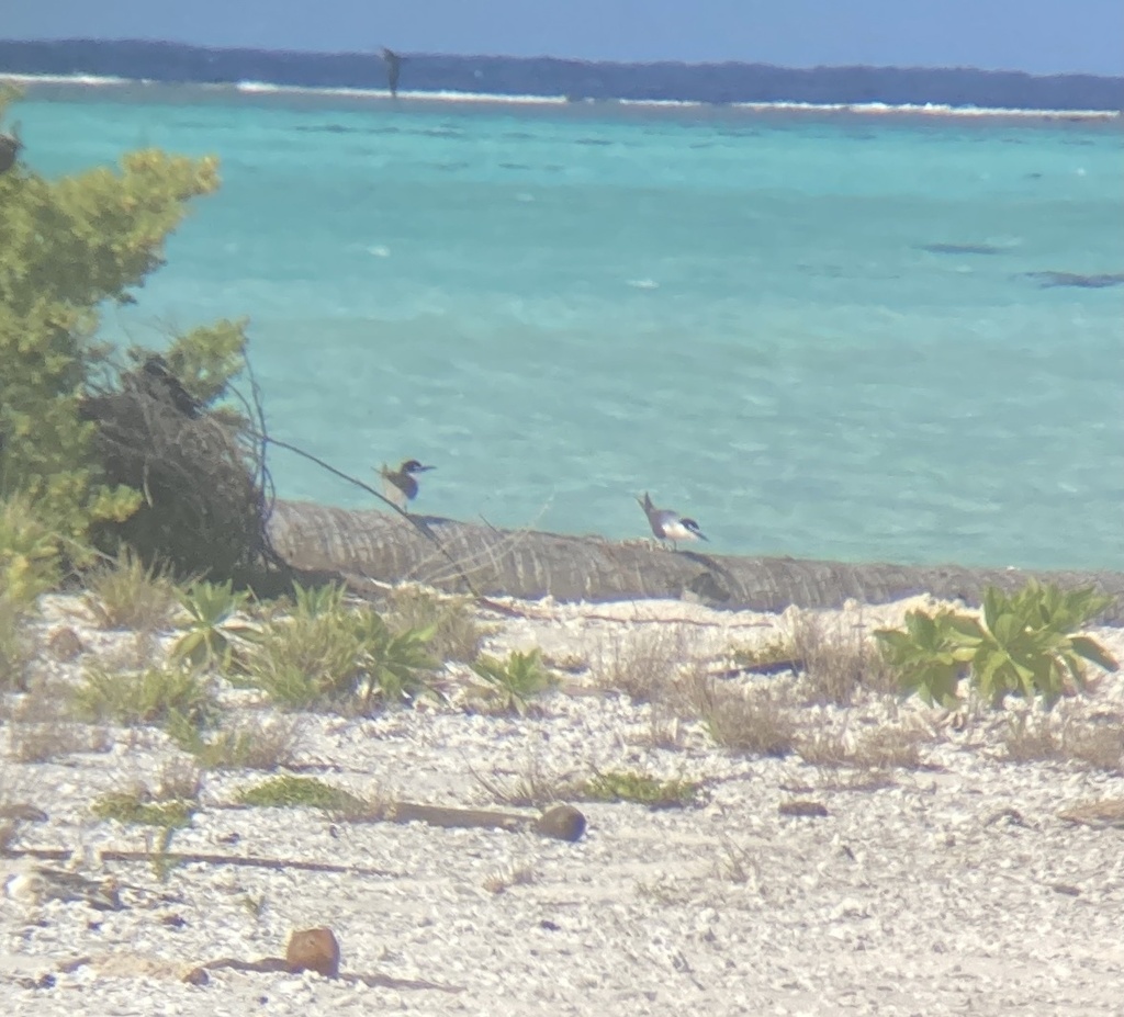 Gray-backed Tern from South Pacific Ocean, French Polynesia, PF on ...