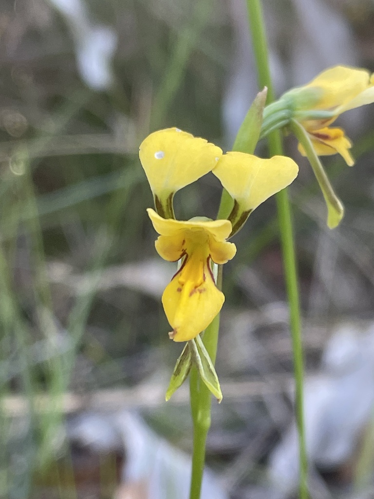 Golden donkey orchid from Brisbane Water National Park, Patonga, NSW ...