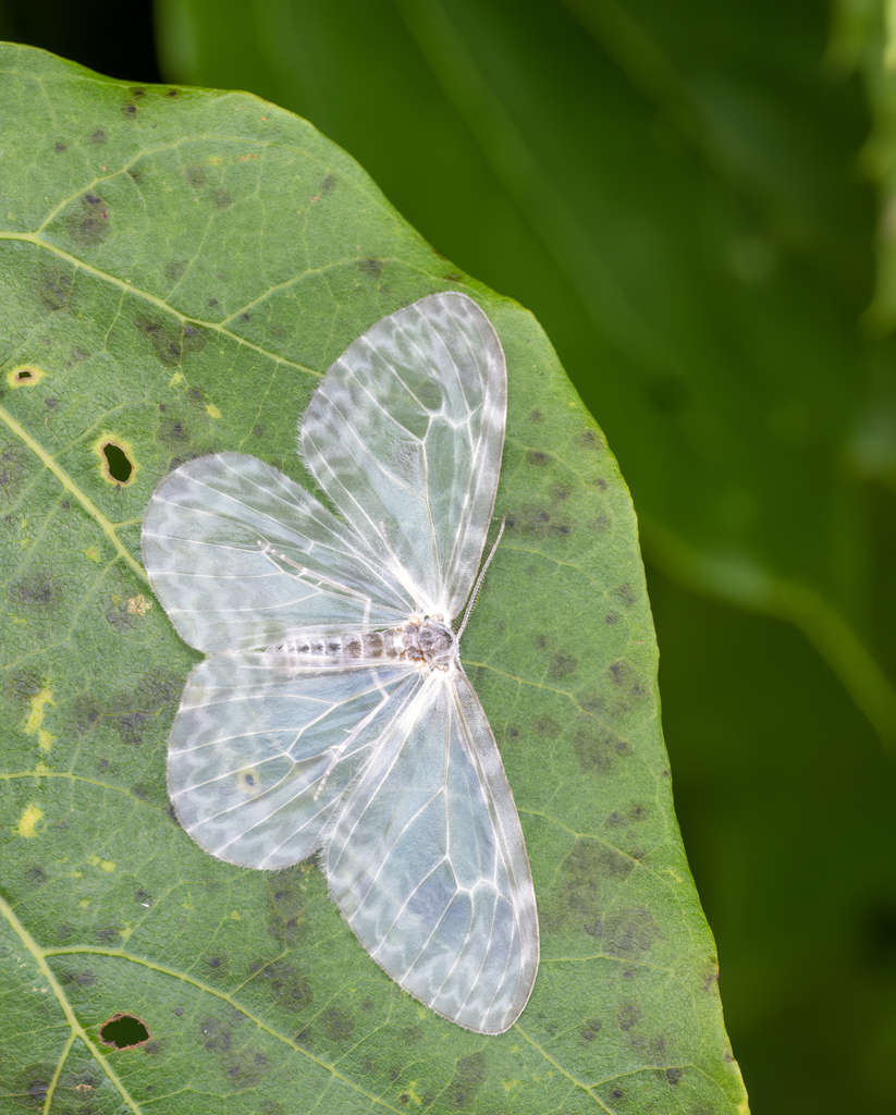 Deroca hidda from 中国湖北省宜昌市夷陵区206县道3W6H+CRP 邮政编码: 443132 on July 20 ...