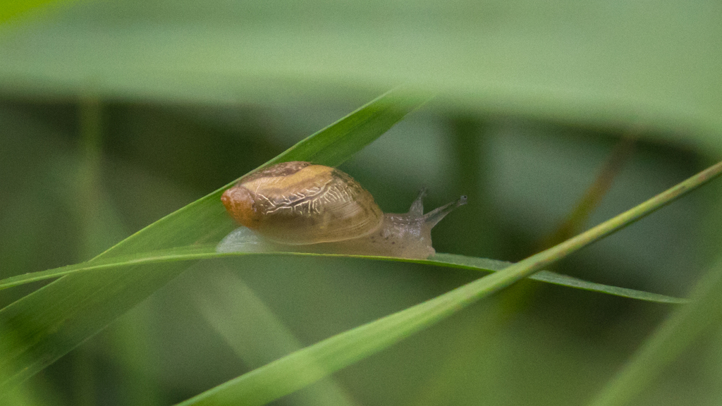 Succinea arundinetorum from 中国北京市朝阳区 on September 24, 2023 at 09:48 AM by Mengshuai Ge · iNaturalist