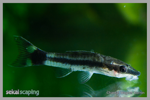 (Otocinclus) - Marine Life Identification