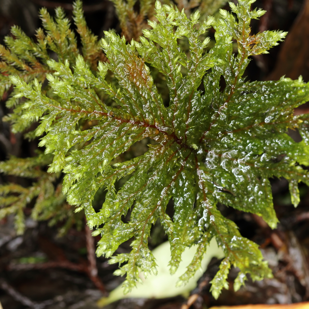 Hypnodendron from Leith Valley, Dunedin, New Zealand on September 24 ...