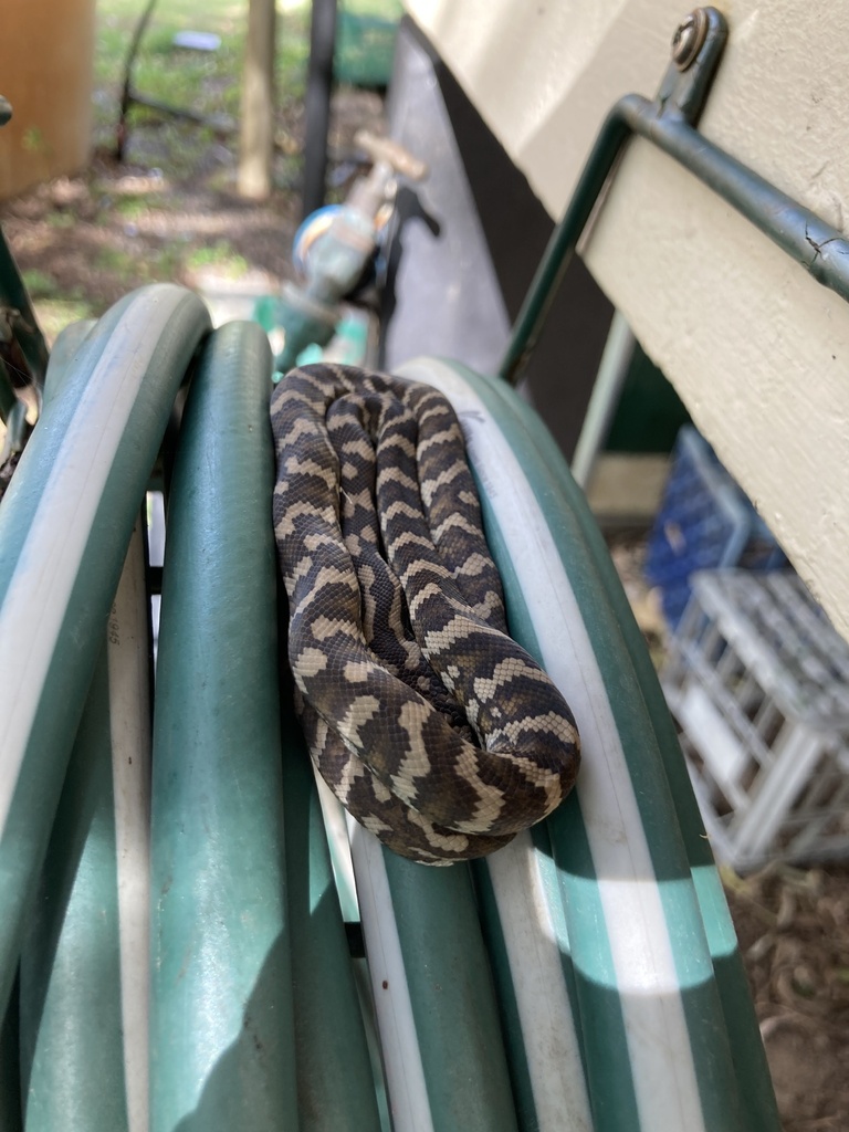 Jungle Carpet Python from Cooktown, QLD, AU on September 16, 2023 at 09 ...