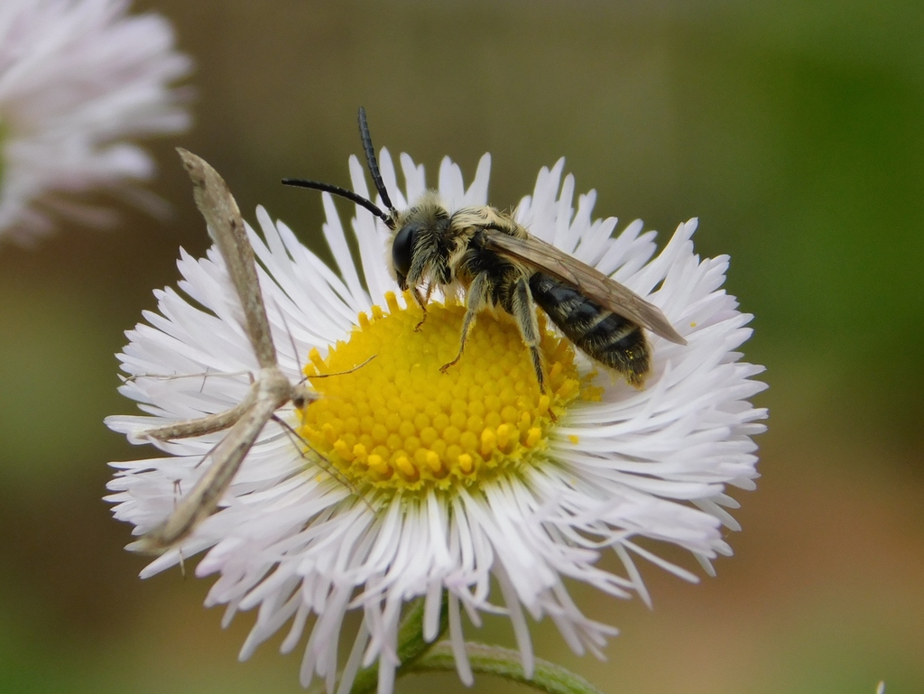 Mining Bees from Adams County, MS, USA on March 2, 2019 at 01:35 PM by ...