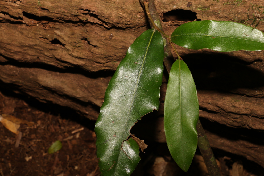 Zig-zag Vine from Tamborine Mountain QLD 4272, Australia on September 24, 2023 at 10:40 AM by ...