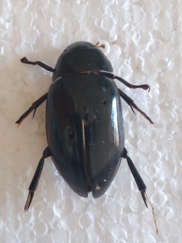 Hydrophilus aterrimus from Кочкуровский р-н, Респ. Мордовия, Россия on ...