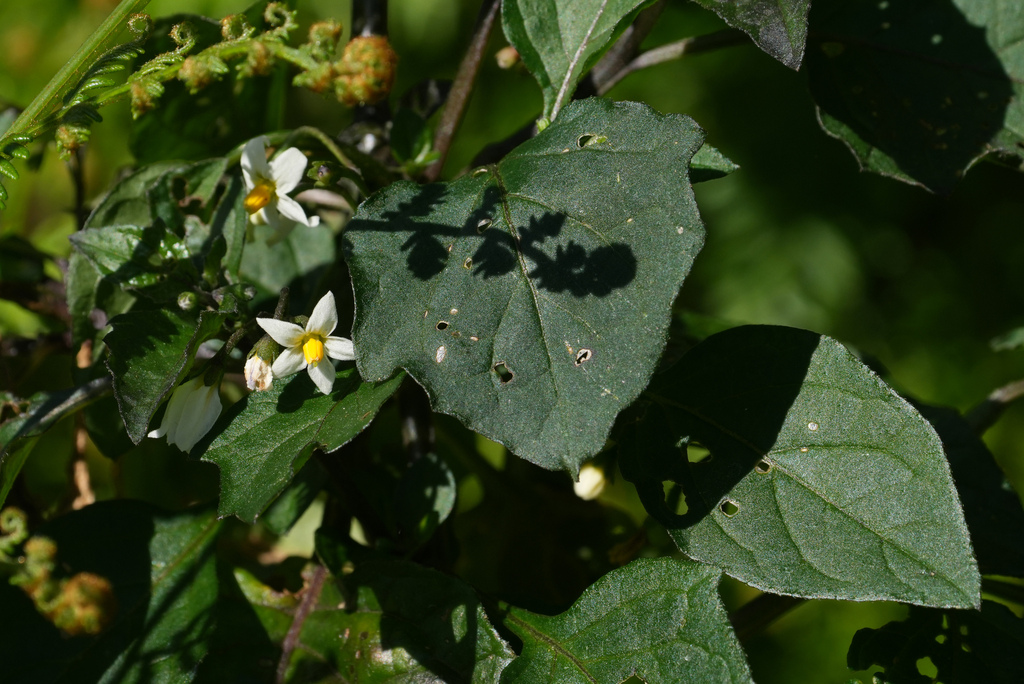 black nightshade from Dorset Vale SA 5153, Australia on September 24 ...