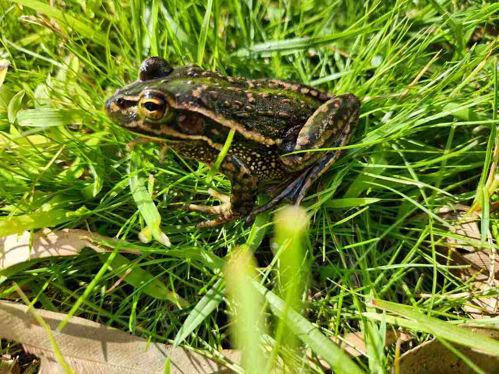 Southern Bell Frog from Tooradin VIC 3980, Australia on September 24 ...