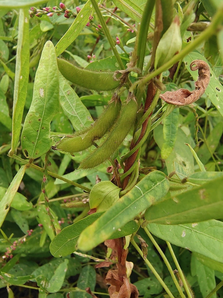 Glycine max soja from Fuzhou, CN-JX, CN on September 24, 2023 at 05:28 ...