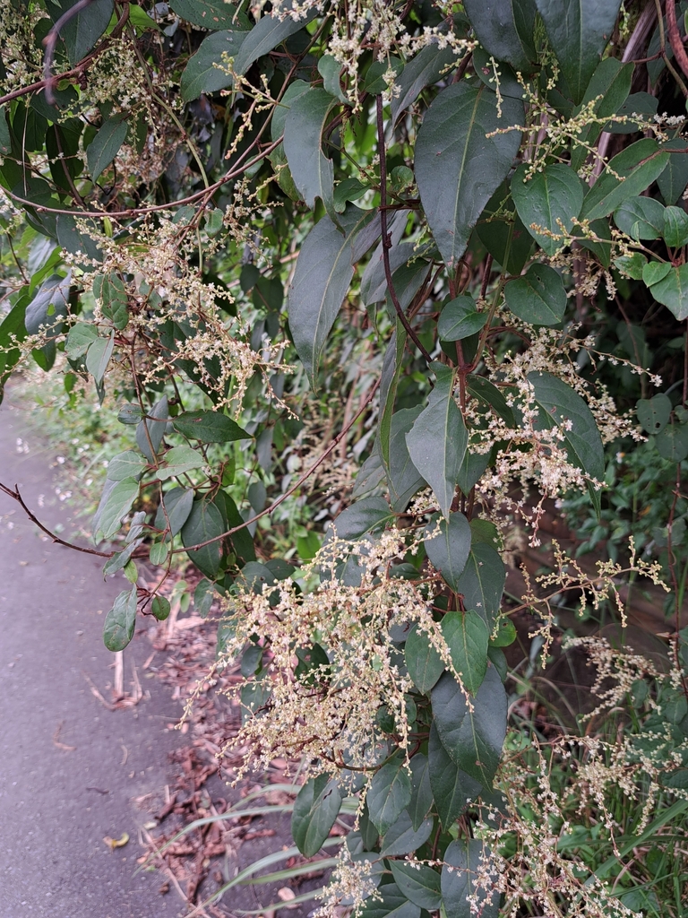 tuber fleeceflower from 848台灣高雄市桃源區寶山里 on September 24, 2023 at 03:27 ...