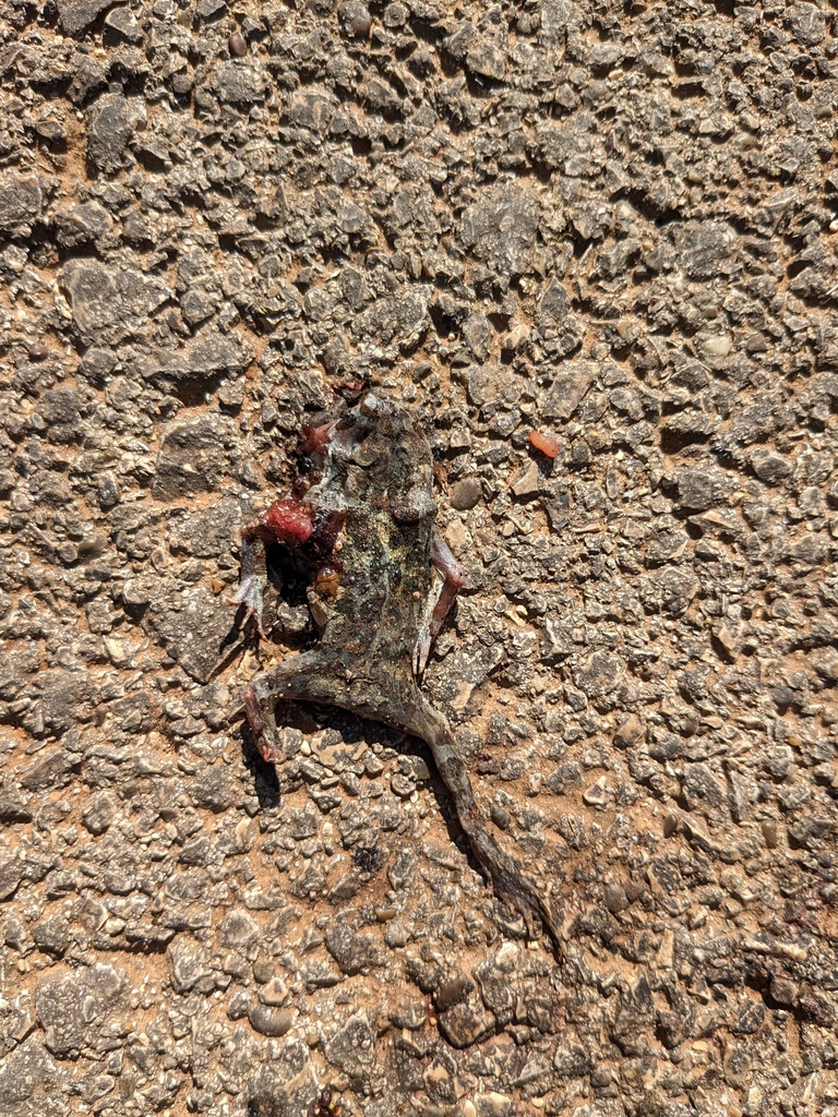 Balearic Green Toad from Città Metropolitana di Bari, Italia on ...