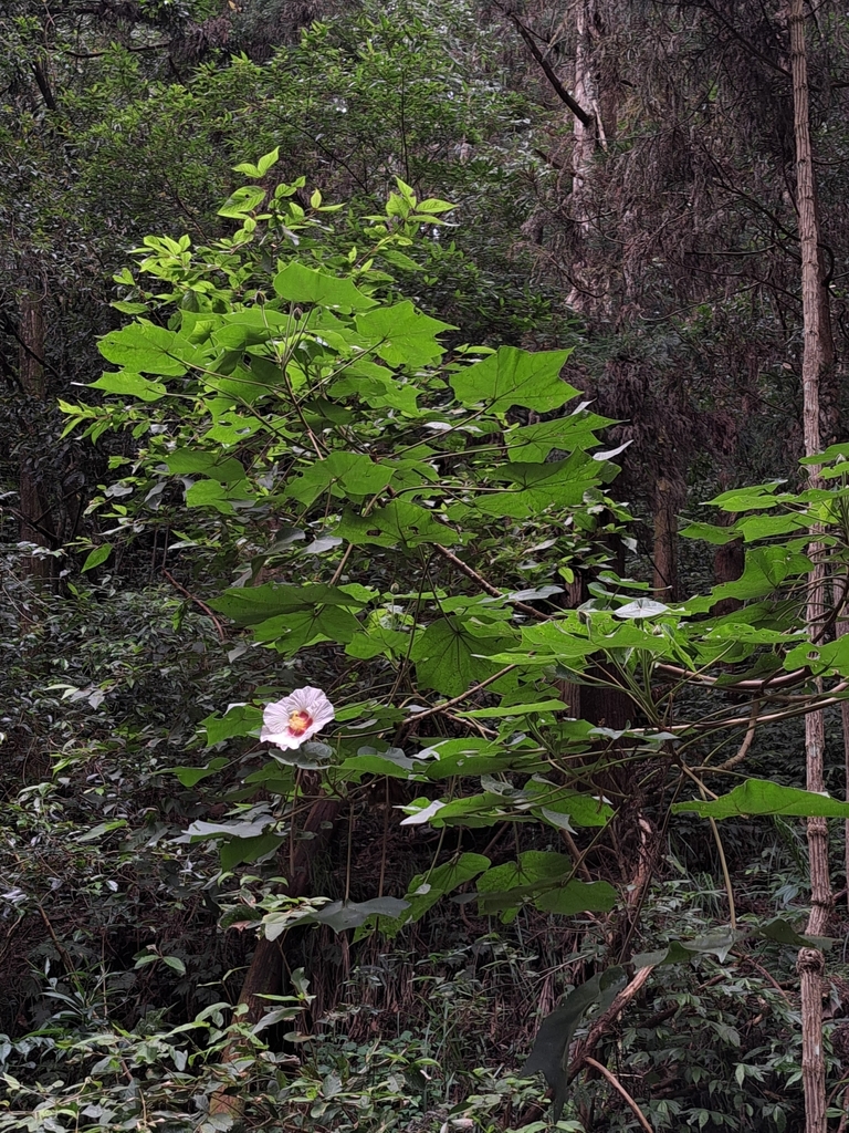 Taiwan cotton rose from 848台灣高雄市桃源區寶山里 on September 24, 2023 at 01:48 ...