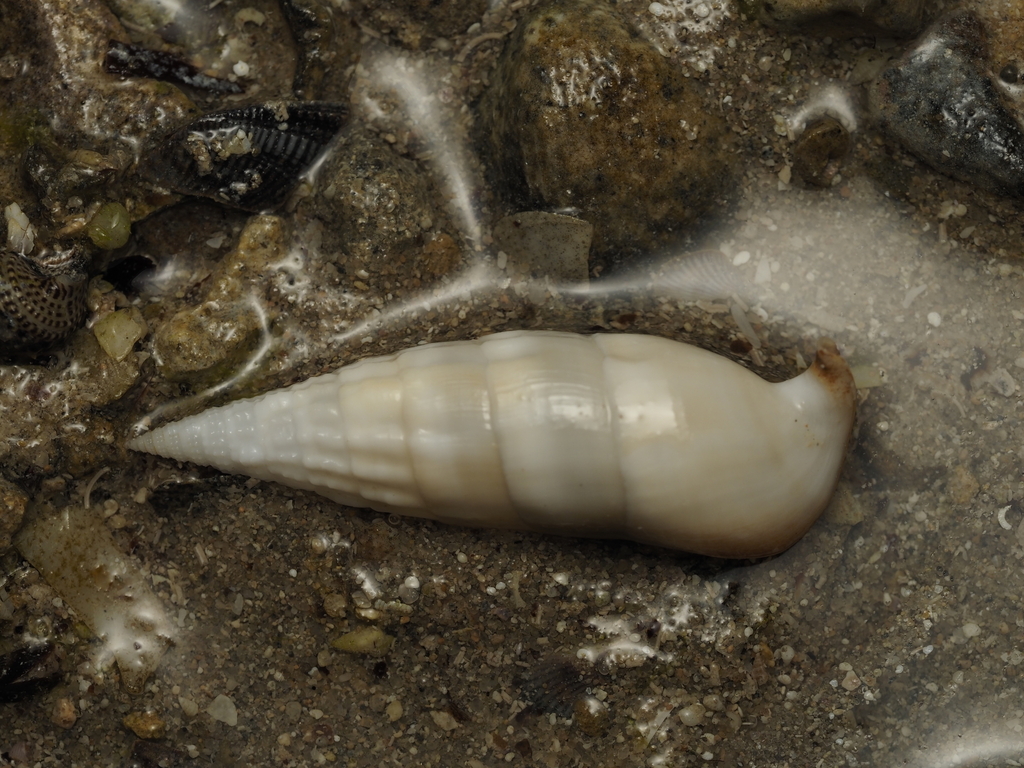 Common Creeper from Shark Bay, WA, Australia on August 26, 2023 at 08: ...
