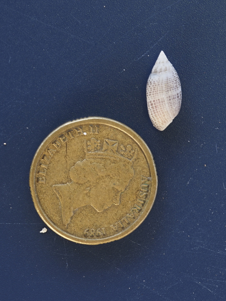 Pupa affinis from Shark Bay, WA, Australia on August 27, 2023 at 04:18 PM by henrycarrick ...