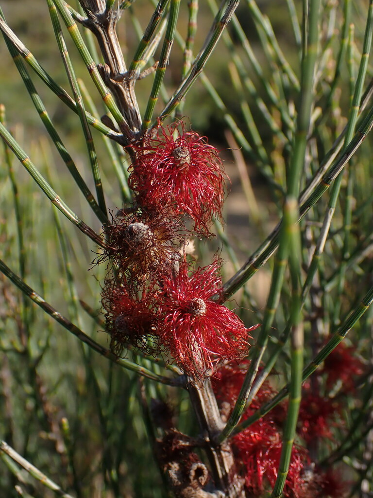 dwarf sheoak from Gairdner Loop, Lesueur National Park WA, Australia on ...