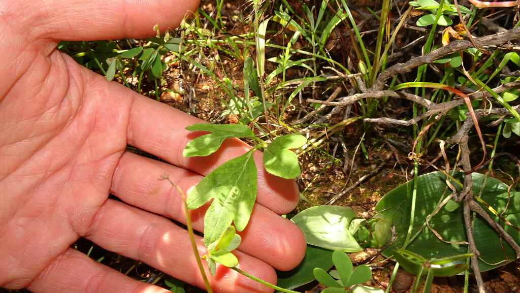 tuber storksbills from Worcester, 6850, South Africa on September 18 ...