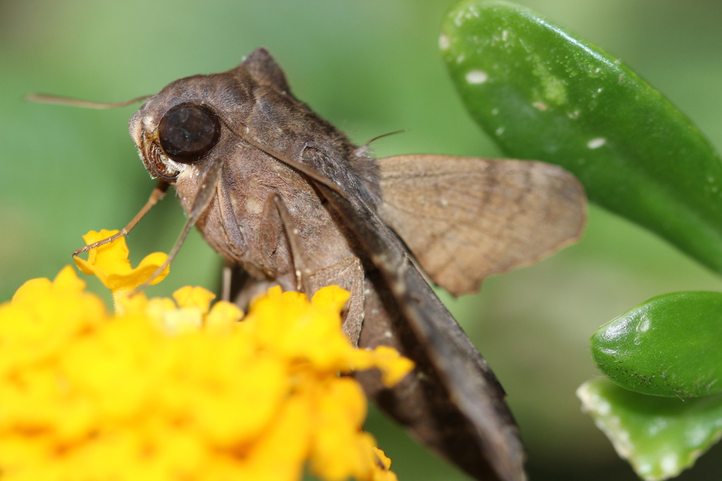 Mournful Sphinx in August 2018 by kevomc · iNaturalist
