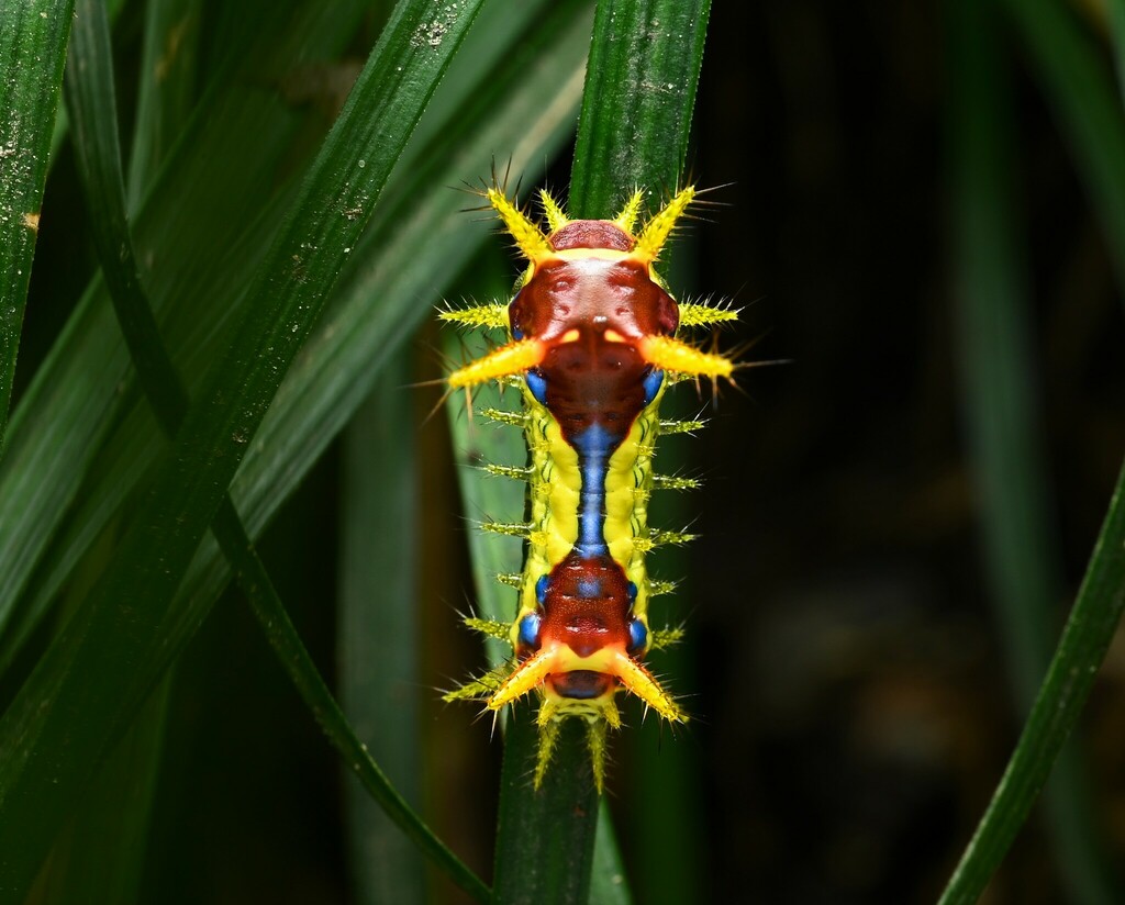 Monema flavescens from 中国浙江省杭州市西湖区 on September 24, 2023 at 01:58 PM by ...