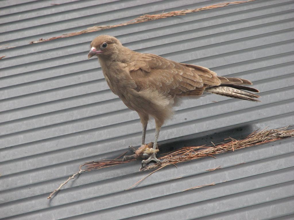 Chimango (Naturaleza en el Refugio del Agua-Mallín de Barrio Norte-VLA ...