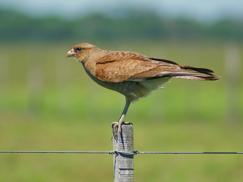 Chimango (Naturaleza en el Refugio del Agua-Mallín de Barrio Norte-VLA ...