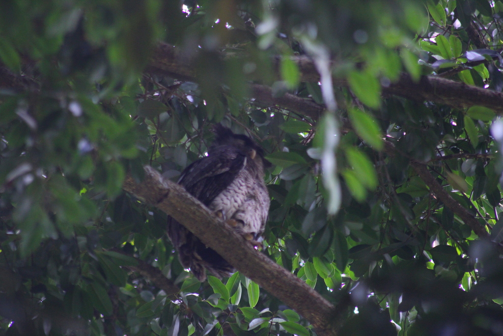 Barred Eagle-Owl from Jakarta, Indonesia on September 2, 2023 at 10:48 ...