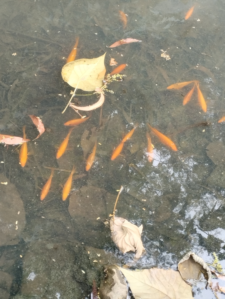 Red Devil Cichlid from 47500 Subang Jaya, Selangor, Malaysia on ...