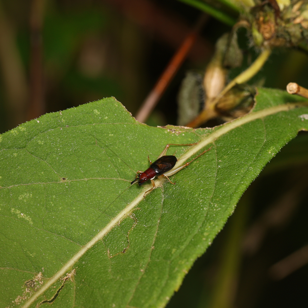 Red-headed Bush Cricket from Montgomery County, MD, USA on September 17 ...
