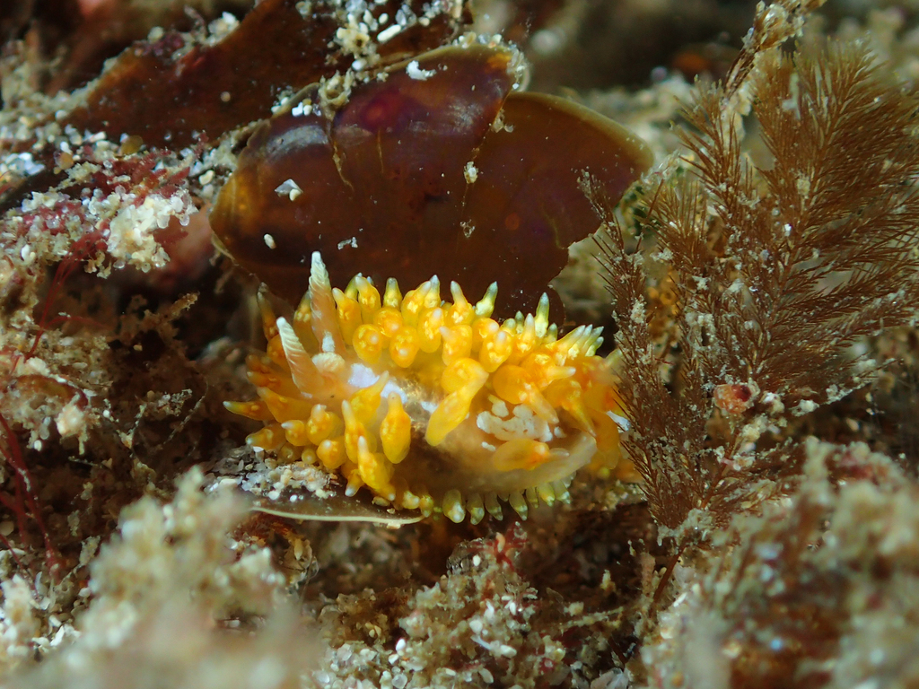 Janolus from Jervis Bay JBT 2540, Australia on September 8, 2023 at 11: ...