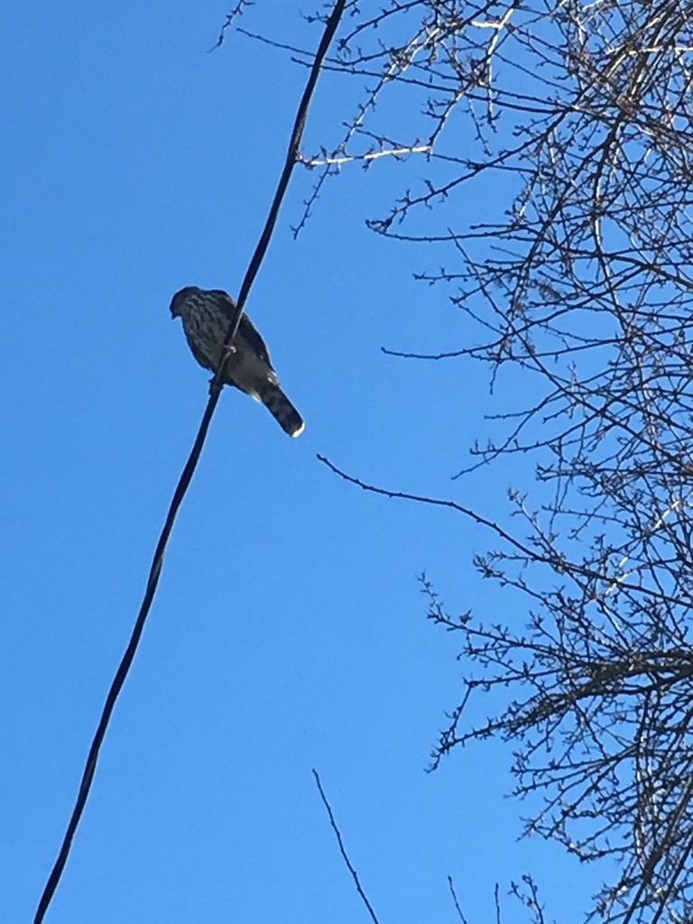 Sharp-shinned Hawk from 959 Brighton Cres, Victoria, BC, CA on March 2 ...