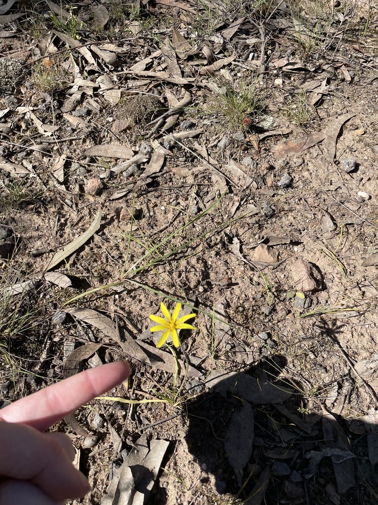 Murnong from Greater Bendigo National Park, Junortoun, VIC, AU on ...