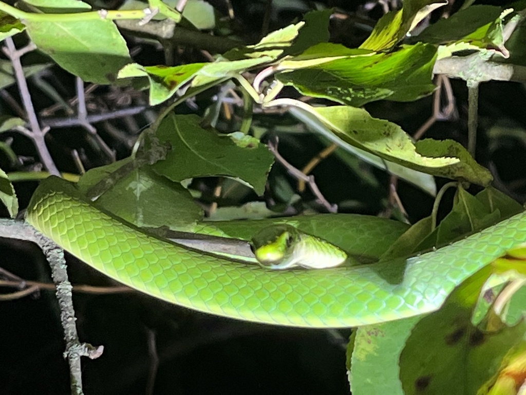 Rough Greensnake in September 2023 by smartinbiologist. 7 snakes, 60 ...