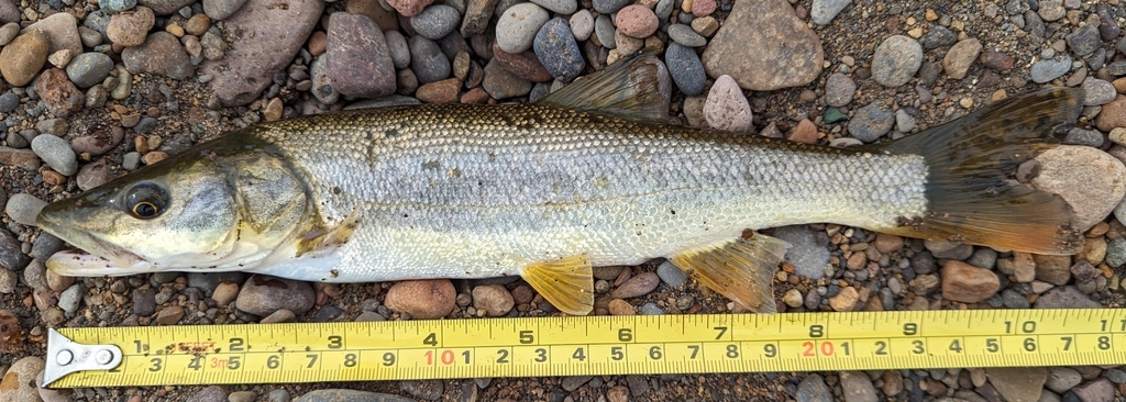 Northern Pikeminnow from Monroe, OR 97456, USA on September 23, 2023 at ...