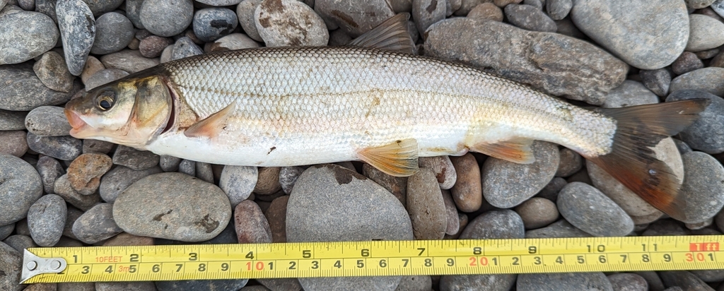 Peamouth from Monroe, OR 97456, USA on September 23, 2023 at 12:02 PM ...