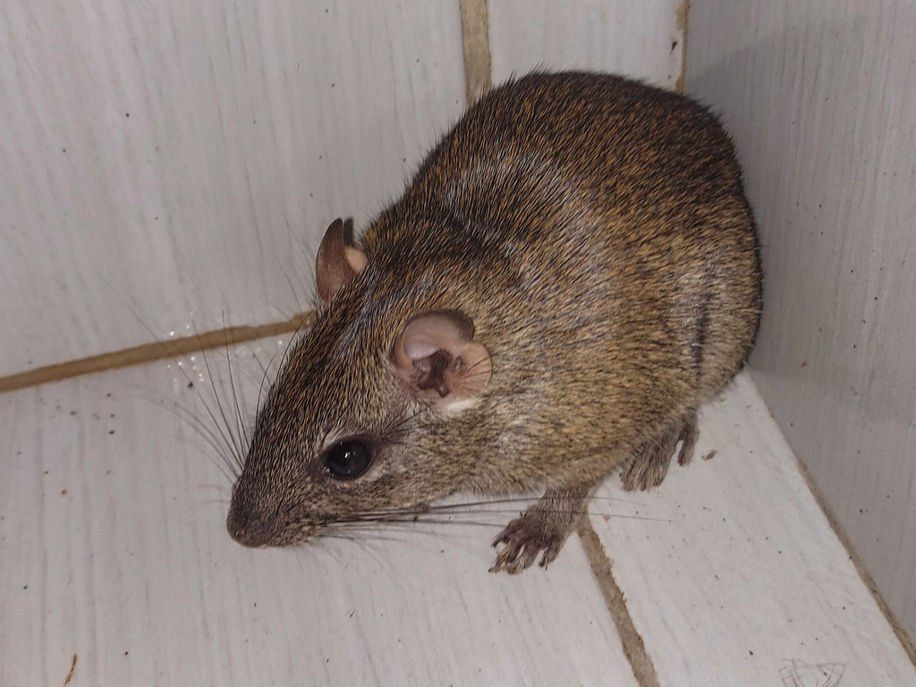 Rabudo from Parque das Árvores, Parnamirim - RN, Brasil on September 24 ...