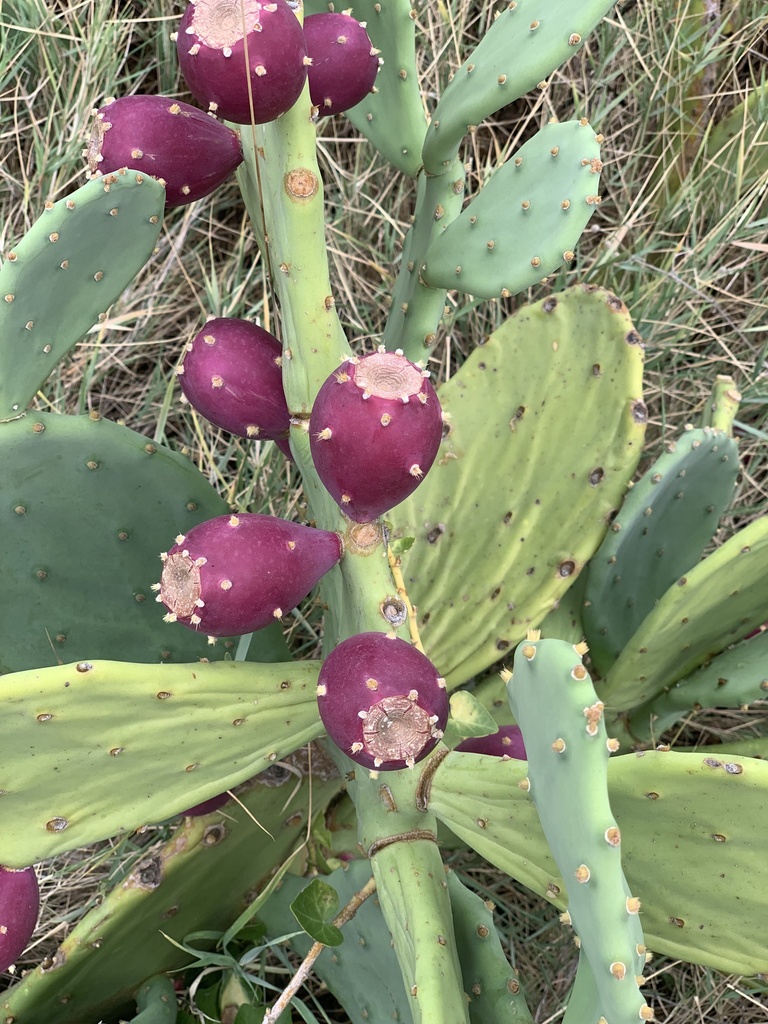 beach prickly pear from Marjan park-forest, Split, 17, HR on September ...