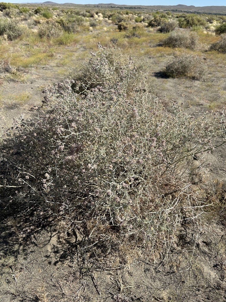Nevada smokebush from Fernley, NV, USA on July 27, 2023 at 04:40 PM by ...