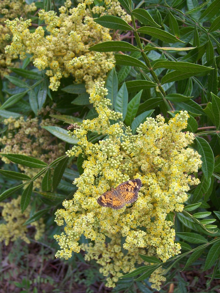 Shining sumac (Flora and Fauna of North Carolina) · iNaturalist