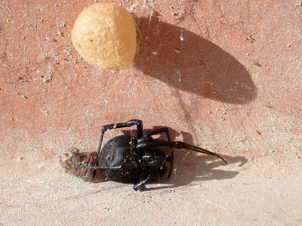 European Black Widow from Barcelona, Spain on September 24, 2023 at 11: ...