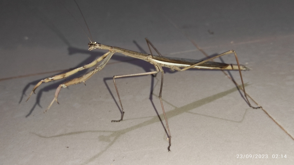 Deiphobe from MGPH+5F2 Helipad, Dhunay, Gujarat 370601, India on ...