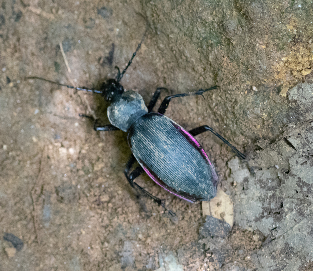 Carabus prodigus from 中国广东省广州市黄埔区 on September 24, 2023 at 01:14 PM by ...