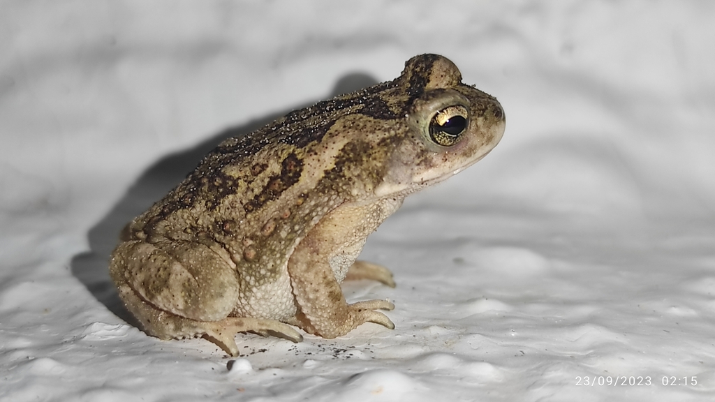 Indus Valley Toad from MGMJ+78G, Narayan Sarovar, Dhunay, Gujarat ...