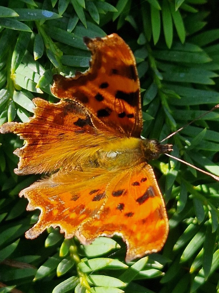 European Comma from 62136 Lestrem, France on September 24, 2023 at 03: ...