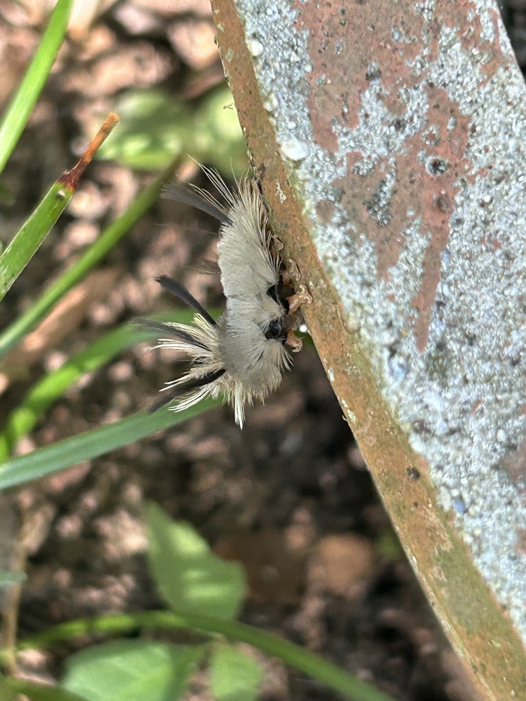 Banded Tussock Moth from The University of Alabama Arboretum ...