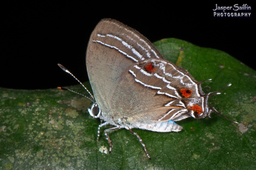 Phothecla thespia · iNaturalist