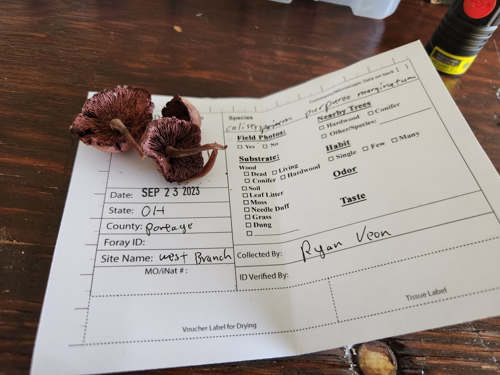 Purple-edged Lute from Edinburg Township, OH, USA on September 23, 2023 ...