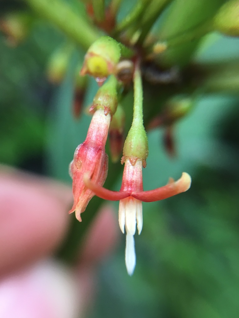 taffeta plants from San Miguel de los Bancos, Pichincha, Ecuador on ...